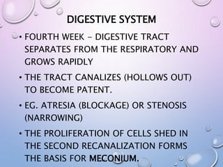 Fetal development stages | PPT