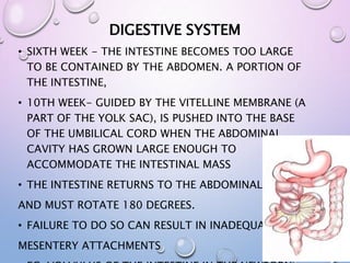 Fetal development stages | PPT