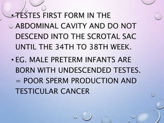Fetal development stages | PPT