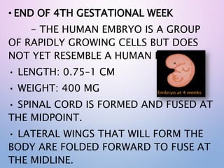 Fetal development stages | PPT