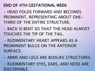 Fetal development stages | PPT