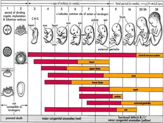 Fetal Development Timeline Chart