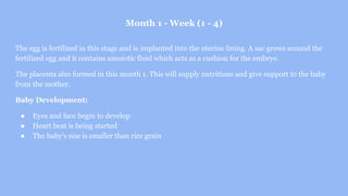 Fetal Development Week by Week | PPTX