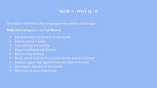 Fetal Development Week by Week | PPTX