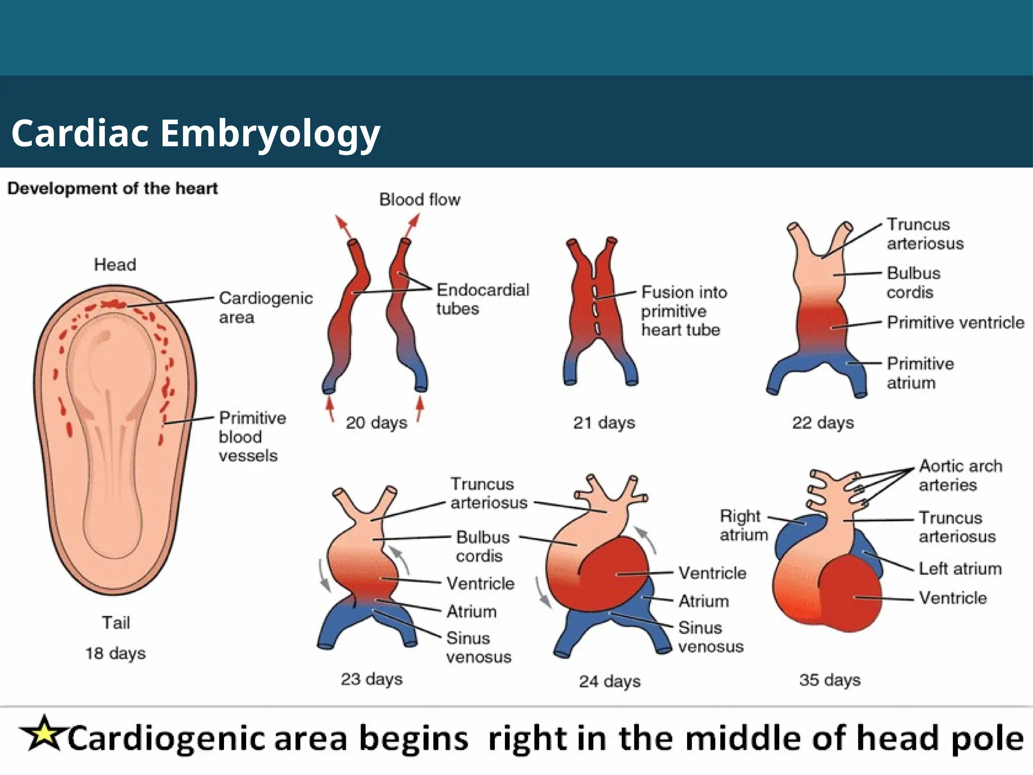 fetal echo basics by dr shah sameer.pptx