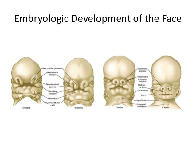 Fetal face and necK