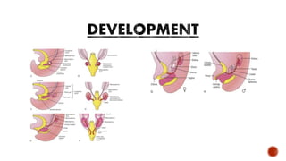 Fetal genitourinary | PPTX