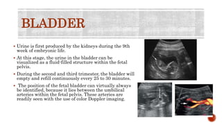 Fetal genitourinary | PPTX
