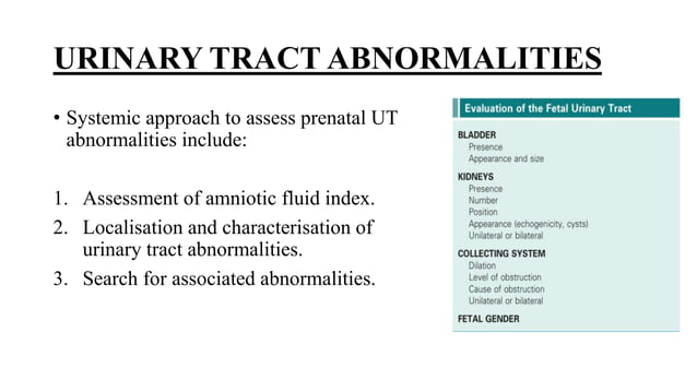 Radiology of Fetal genitourinary tract.pptx | Pregnancy | Reproductive ...