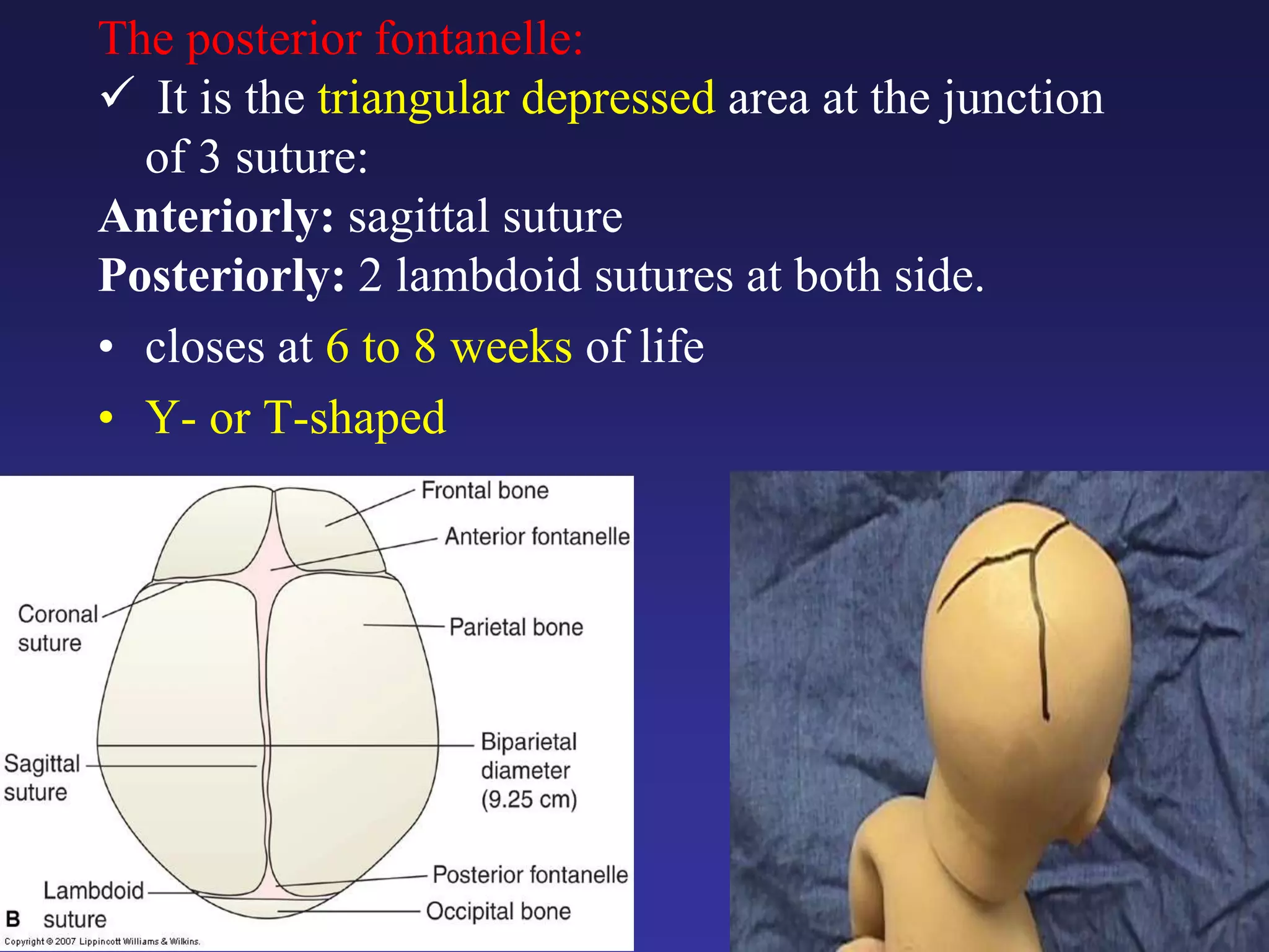 Fetal head, maternal pelvis & pelvimetry | PPTX