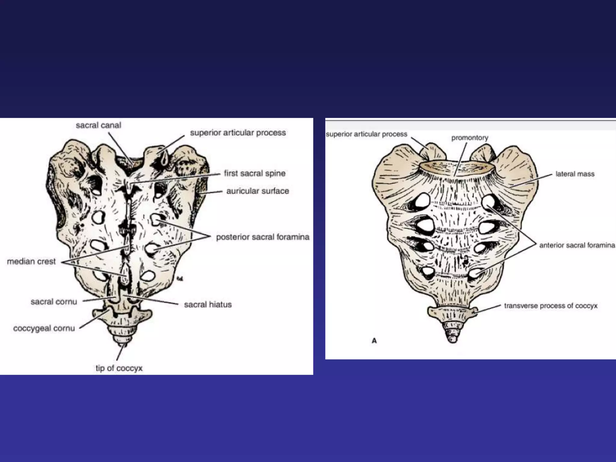 Fetal head, maternal pelvis & pelvimetry | PPTX