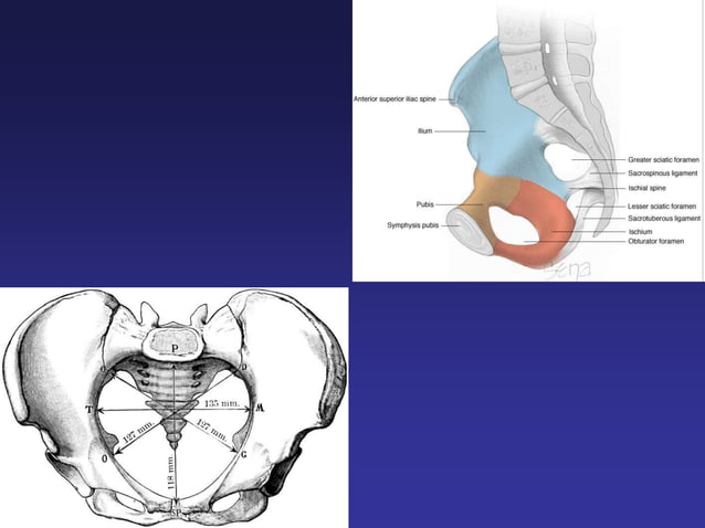 Fetal head, maternal pelvis & pelvimetry | PPTX