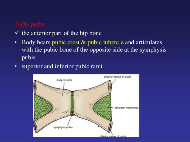Fetal head, maternal pelvis & pelvimetry