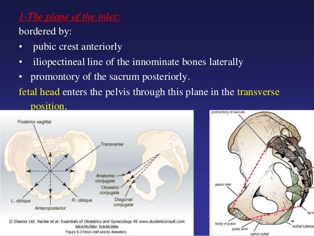 Fetal head, maternal pelvis & pelvimetry