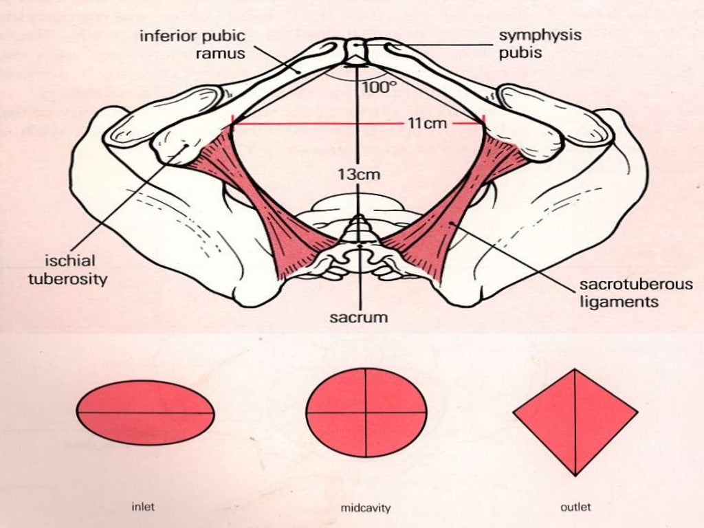 Fetal head, maternal pelvis & pelvimetry