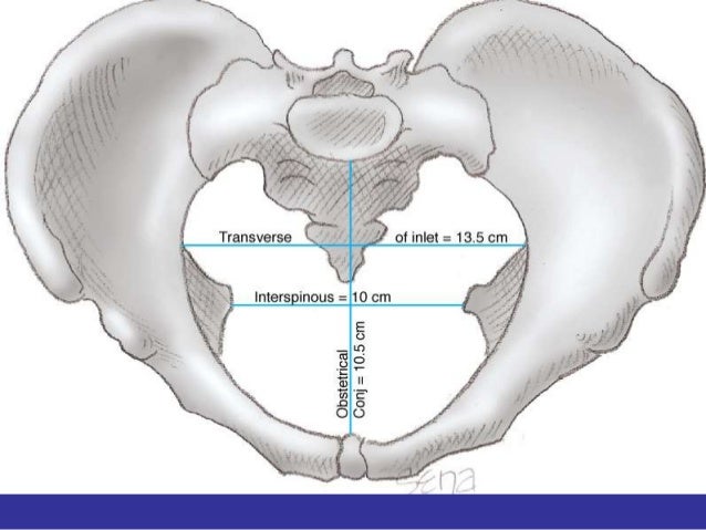 Fetal head, maternal pelvis & pelvimetry