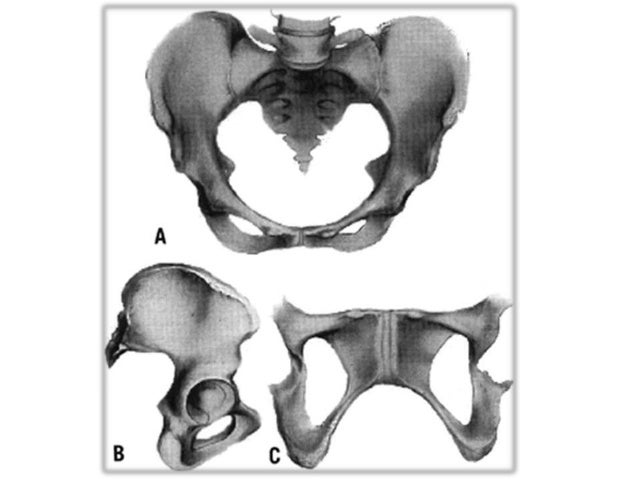 Fetal head, maternal pelvis & pelvimetry