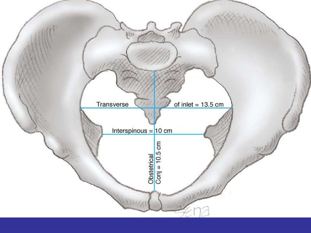 Fetal head, maternal pelvis & pelvimetry