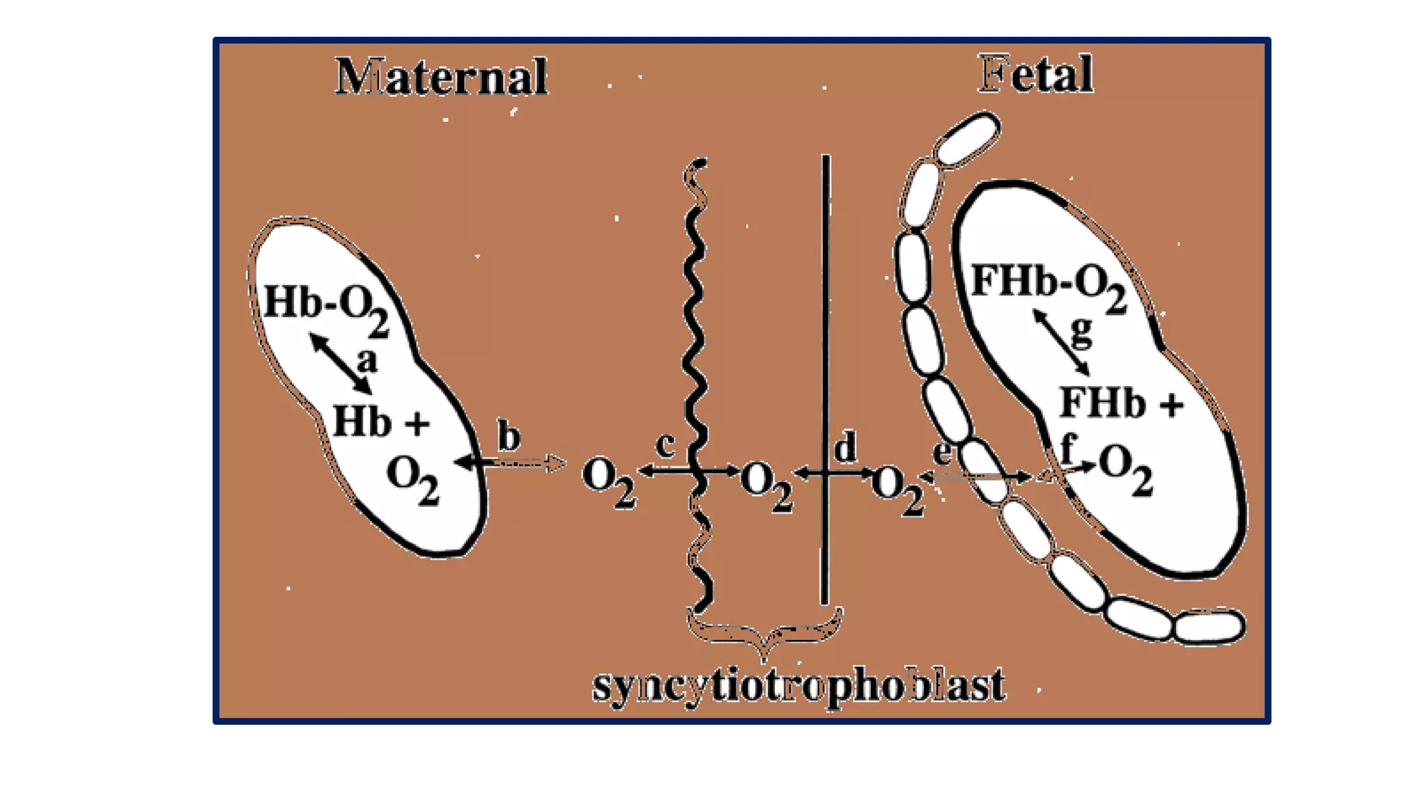 Fetal hemoglobin and rh incompatibility | PDF