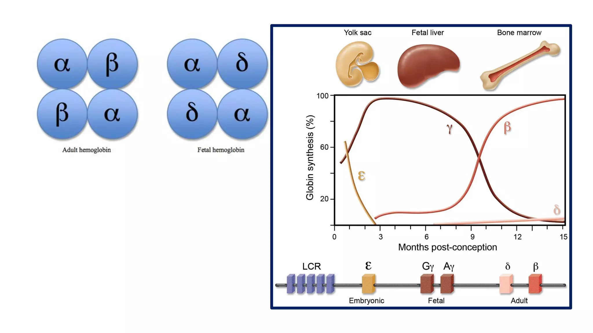 Fetal hemoglobin and rh incompatibility | PDF