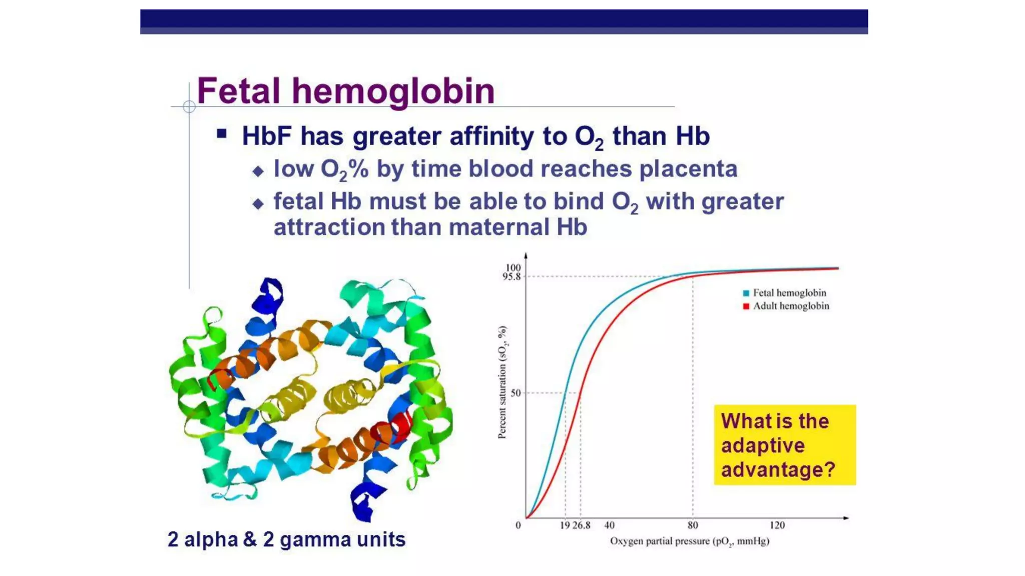 Fetal hemoglobin and rh incompatibility | PDF