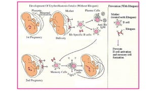 Fetal hemoglobin and rh incompatibility | PDF