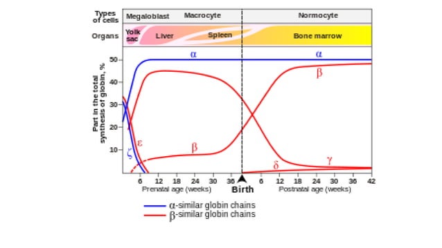 Fetal hemoglobin and rh incompatibility | PDF | Pregnancy ...