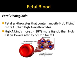Fetal Physiology By Abdul Qahar | PPT