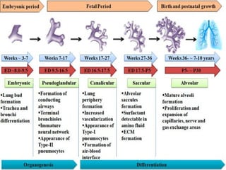 Fetal Lung Development and its applied aspects.pptx