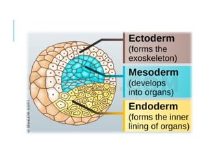 Fetal Lung Development and its applied aspects.pptx
