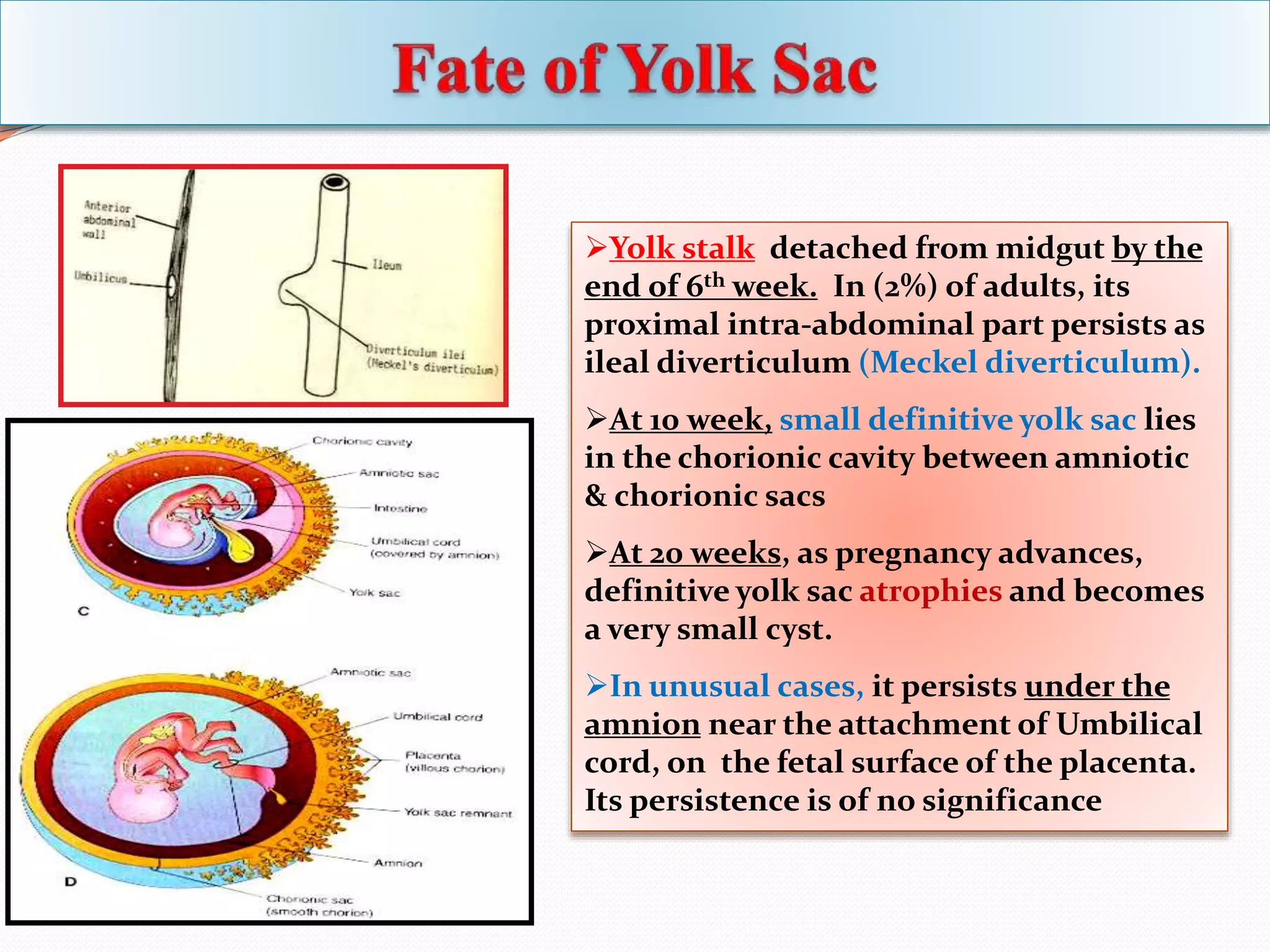 Fetal membranes | PPTX