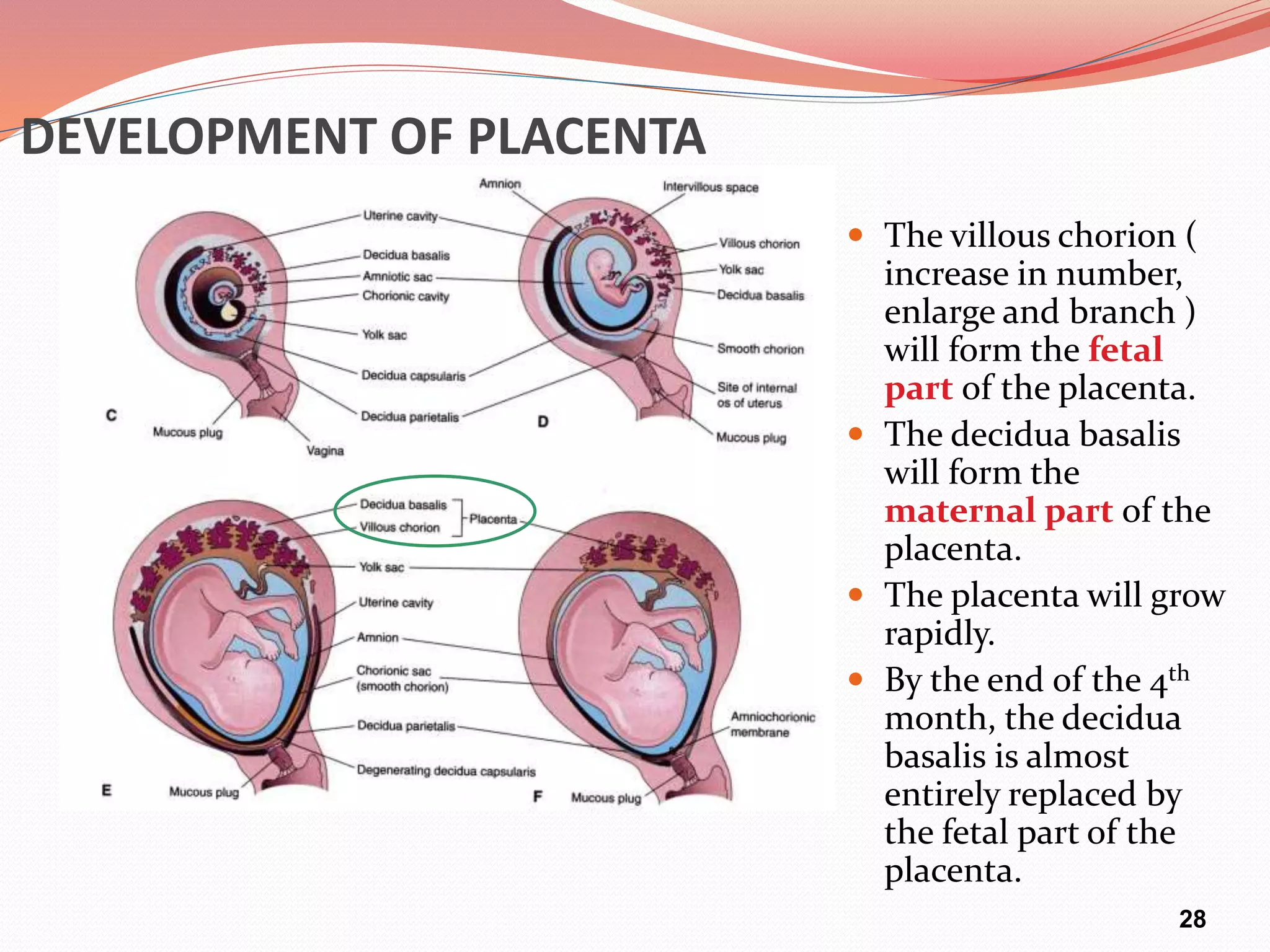 Fetal membranes | PPTX