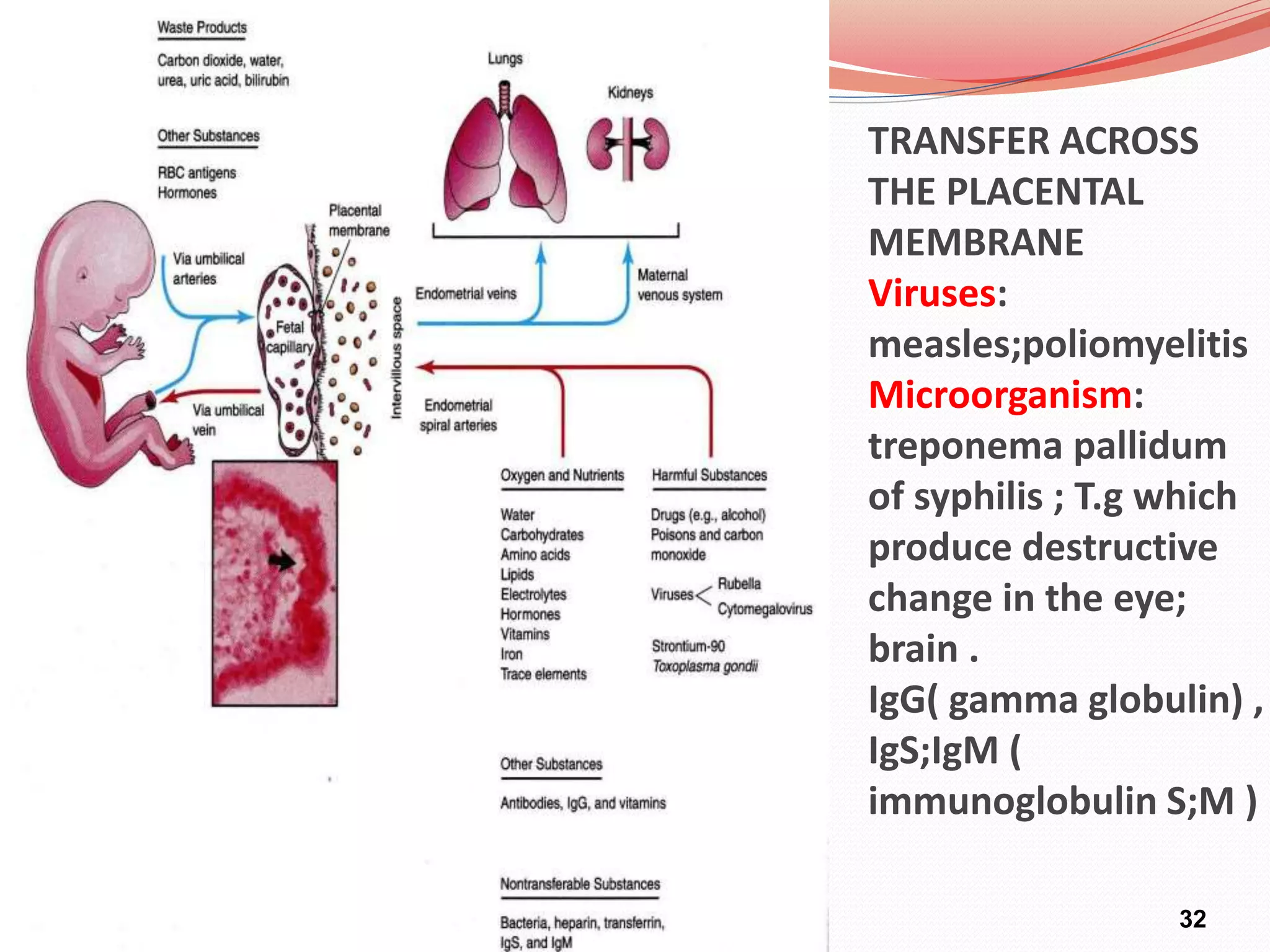 Fetal membranes | PPTX