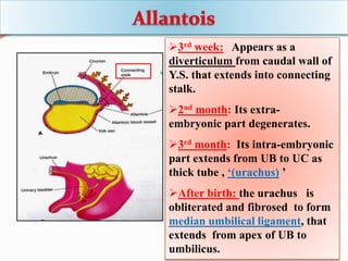 Fetal membranes | PPTX
