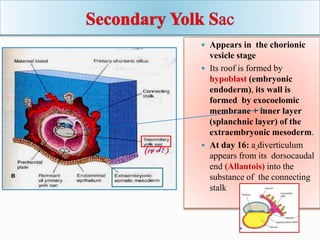 Fetal membranes | PPTX