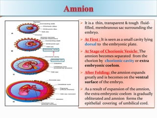 Chorionic Villi And Amnion