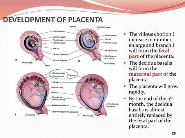 Fetal membranes