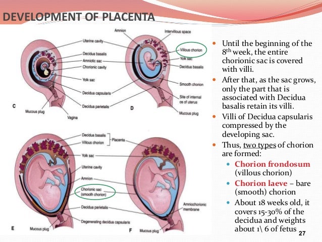 Fetal membranes