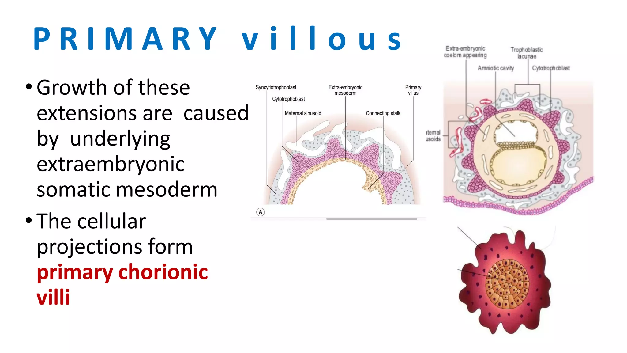fetal membranes and placenta.pdf