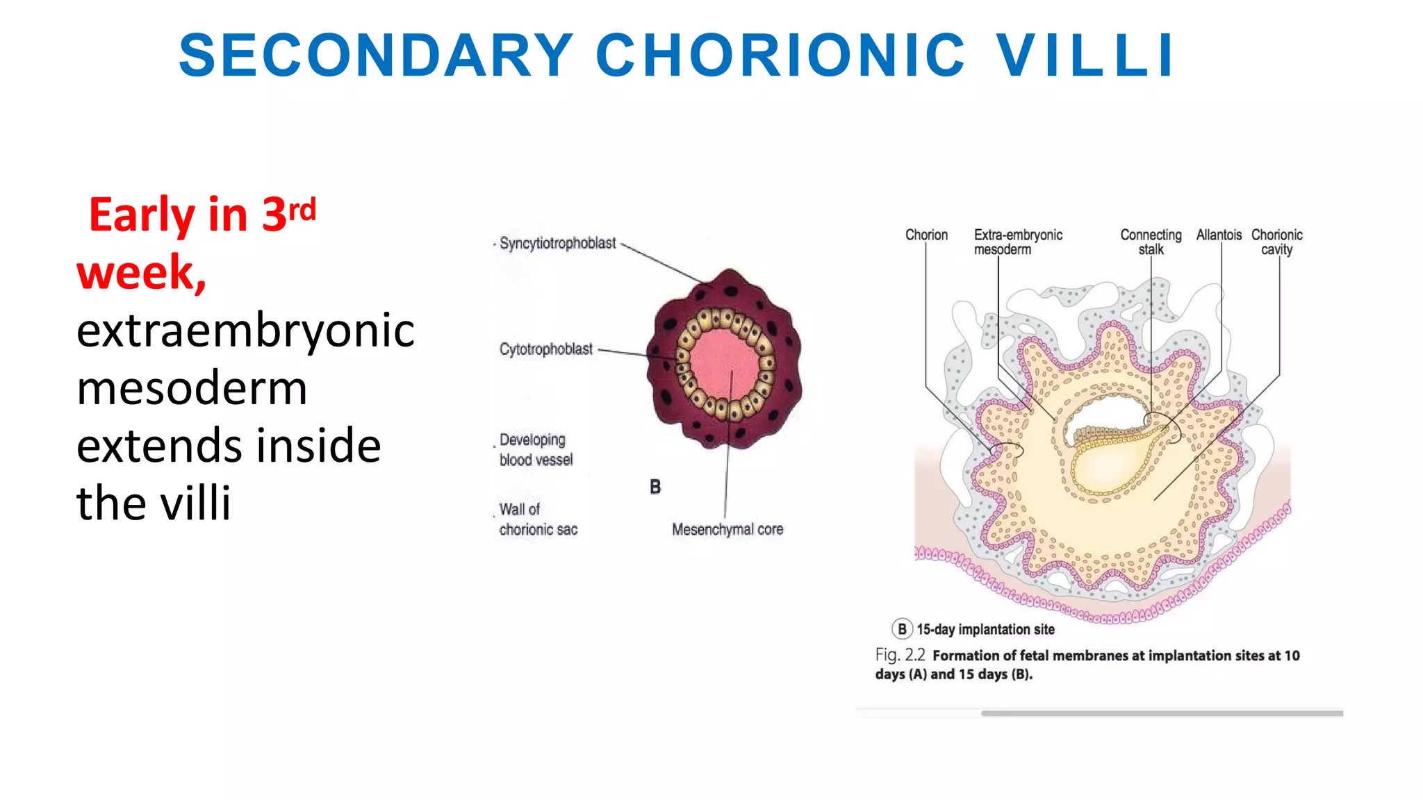 fetal membranes and placenta.pdf
