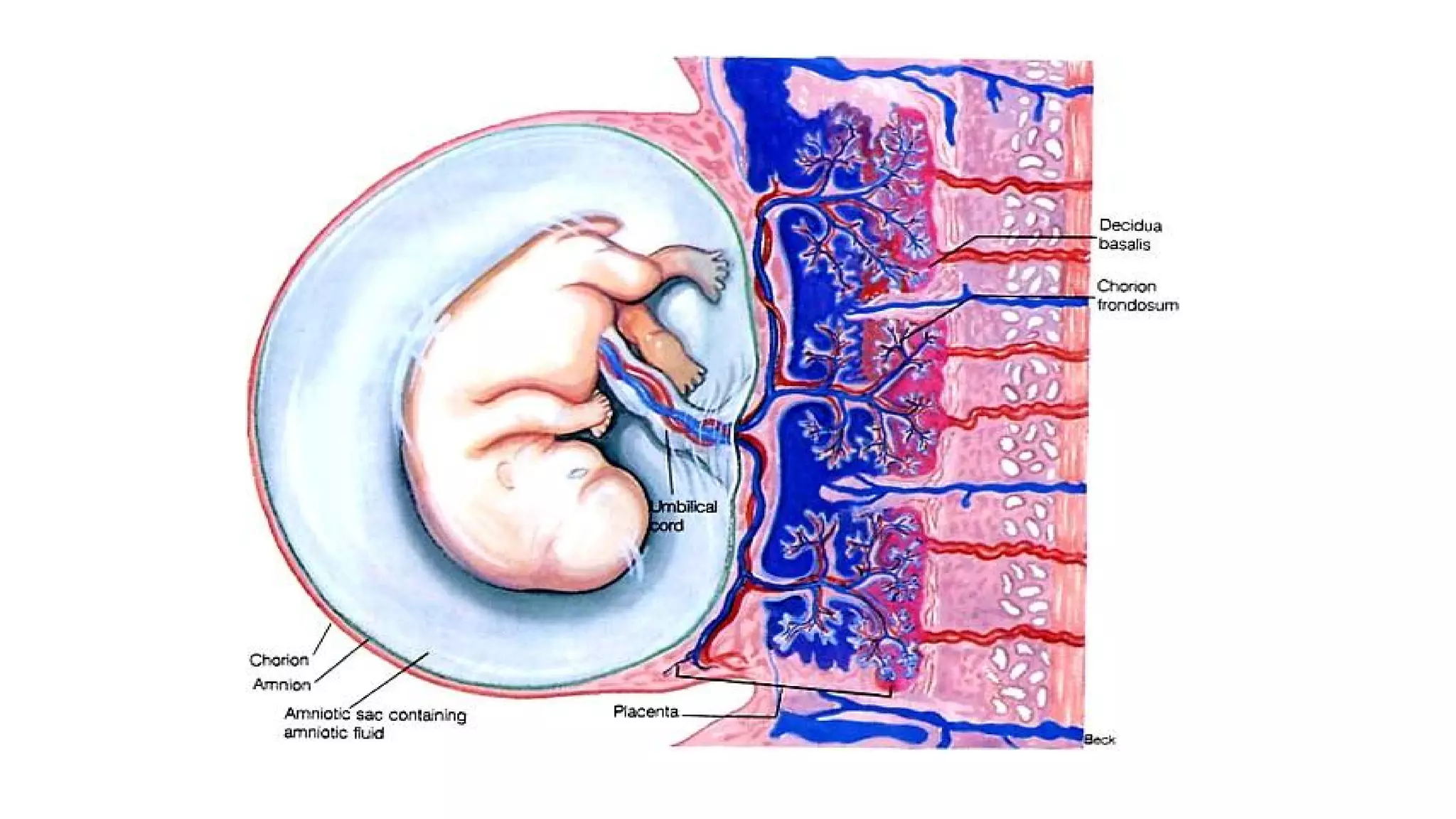 fetal membranes and placenta.pdf
