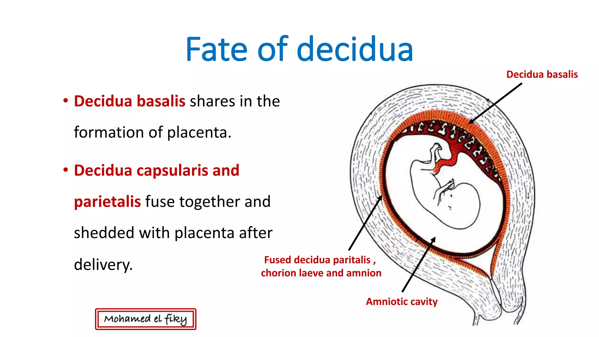 Fetal membranes , placenta and twins | PDF