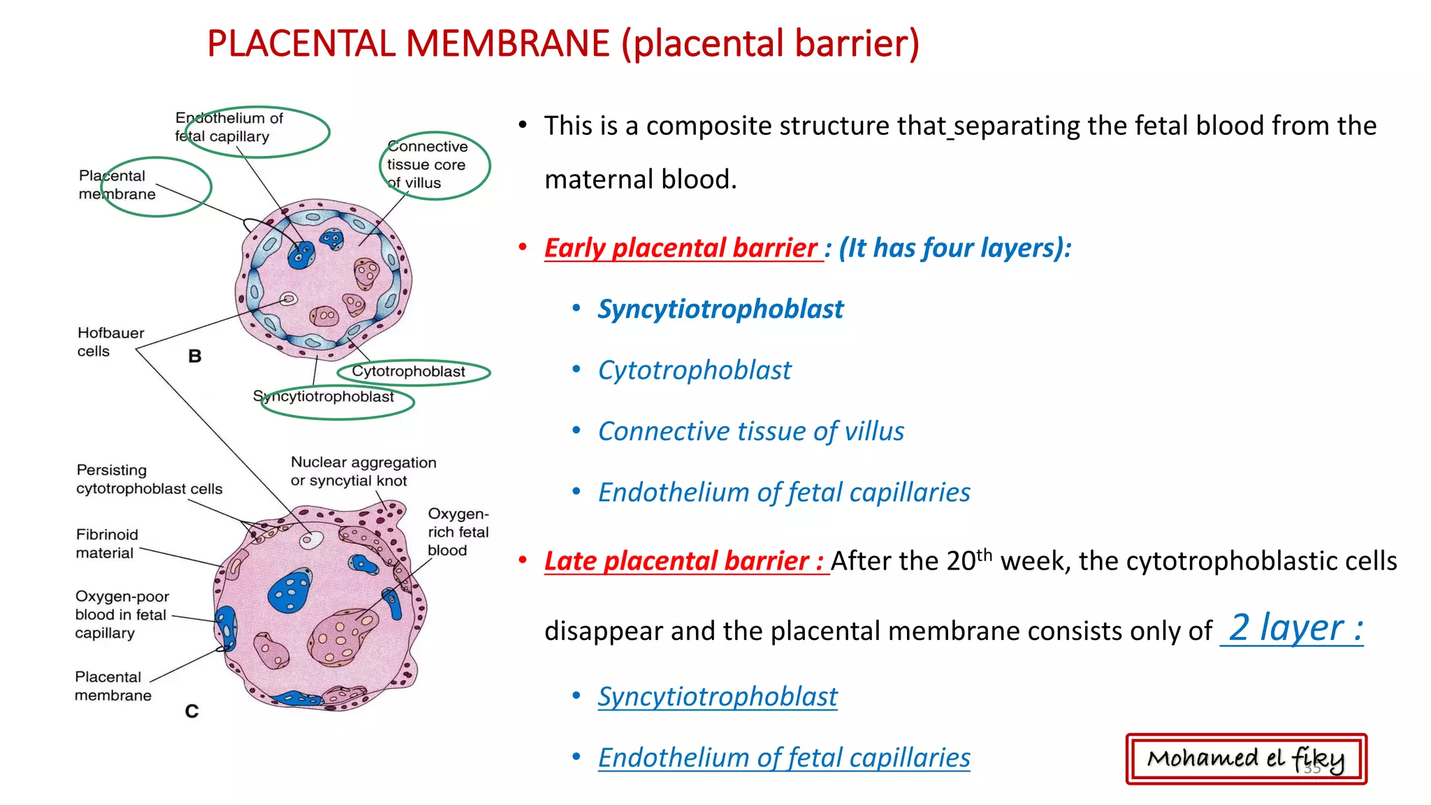 Fetal membranes , placenta and twins | PDF