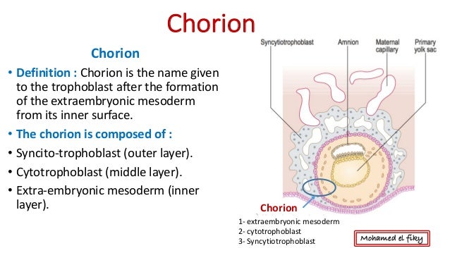 Fetal membranes , placenta and twins