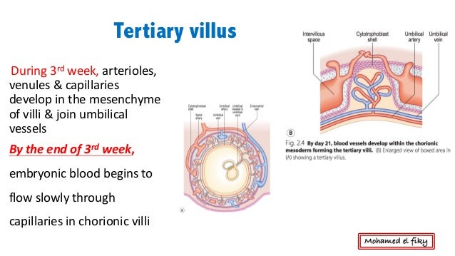 Fetal membranes , placenta and twins