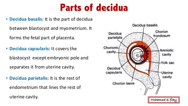 Fetal membranes , placenta and twins