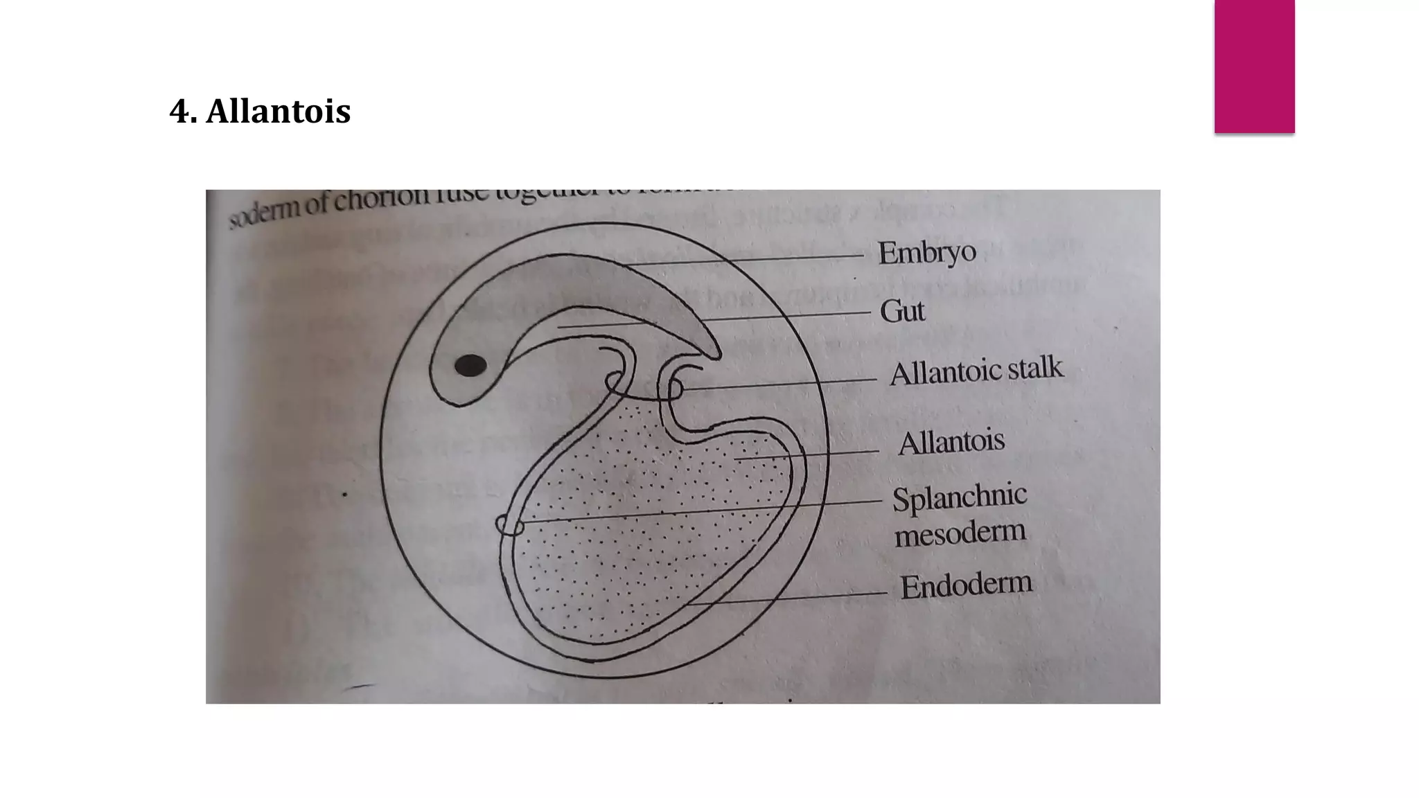 Fetal membranes in chick | PDF