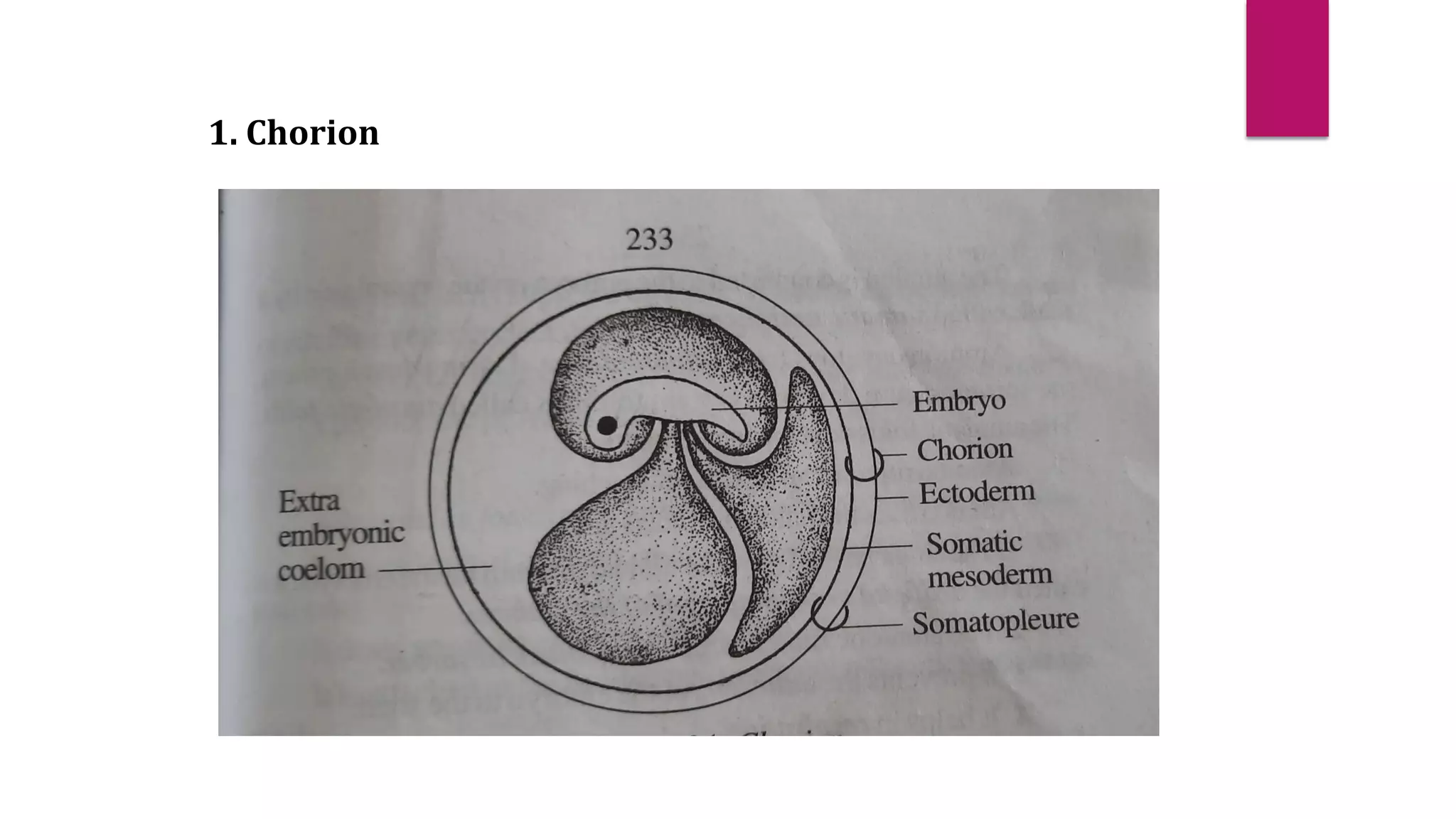 Fetal membranes in chick | PDF