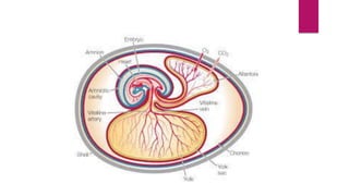 Fetal membranes in chick | PDF