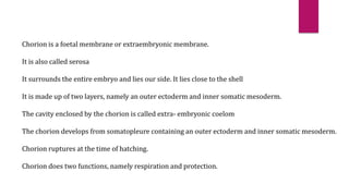 Fetal membranes in chick | PDF